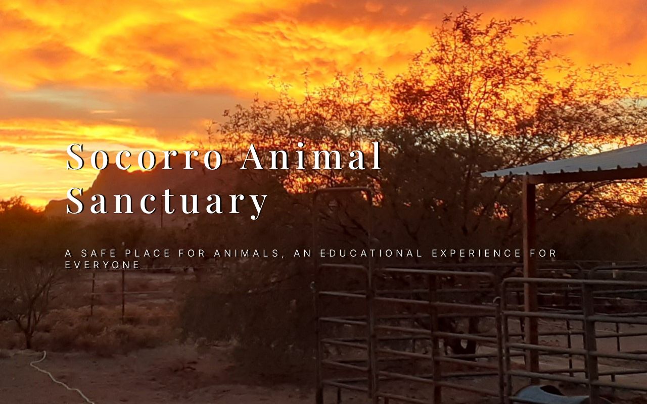 Socorro Animal Sanctuary